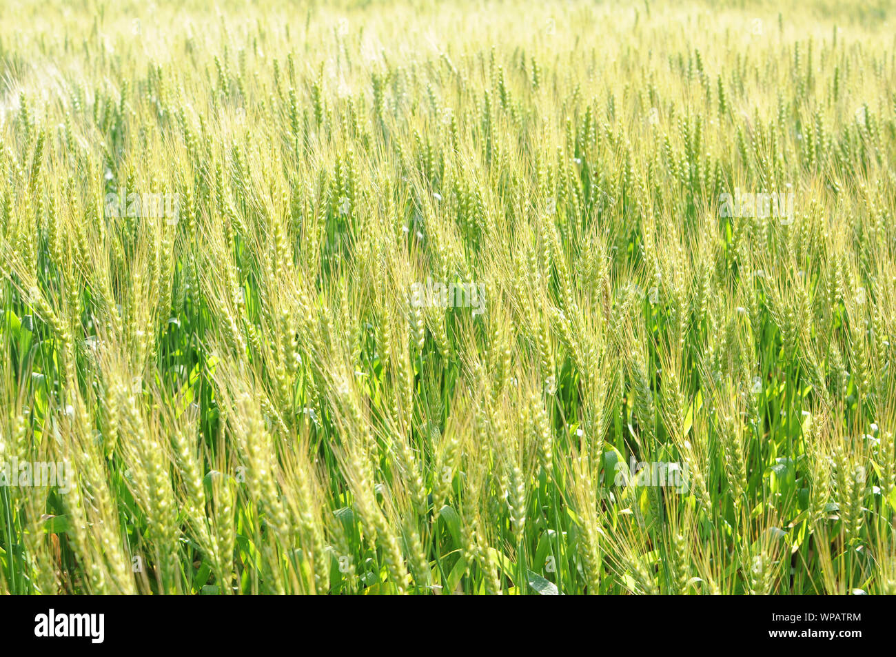 young green wheat field in Japan Stock Photo - Alamy