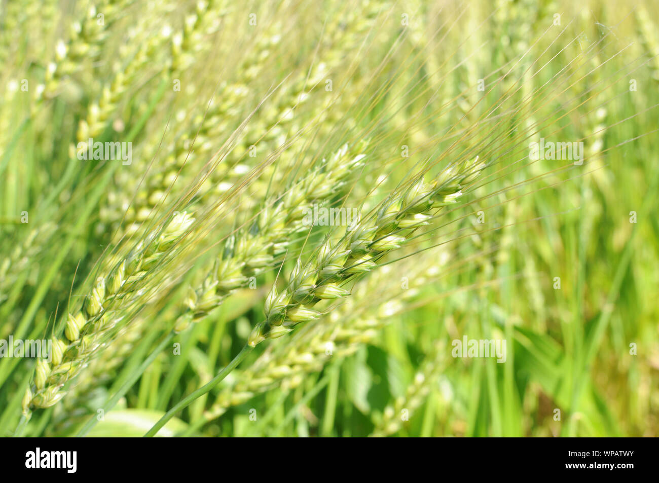 young green wheat field in Japan Stock Photo - Alamy