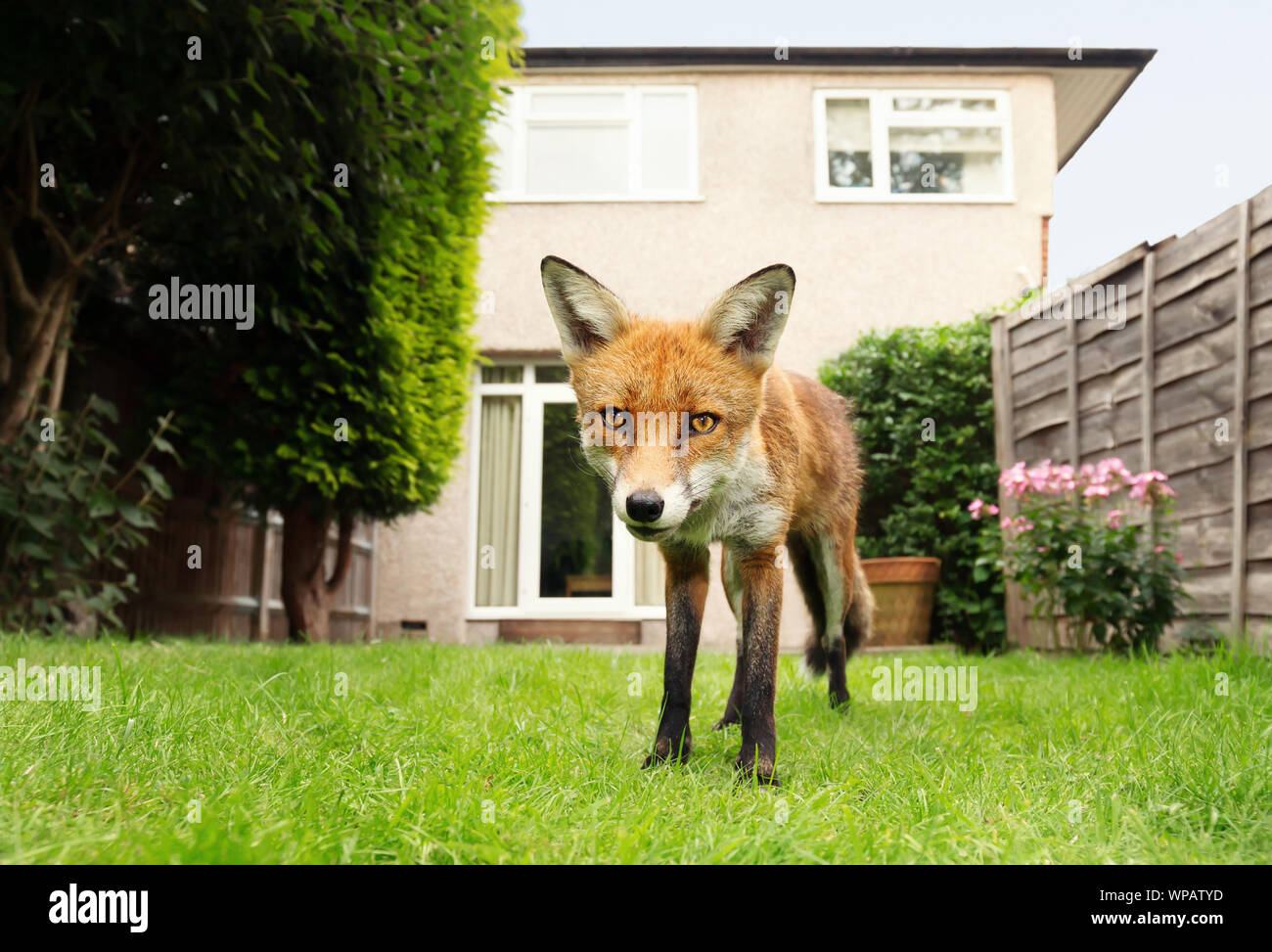 Close up of a Red fox standing in the garden with flowers near house in ...