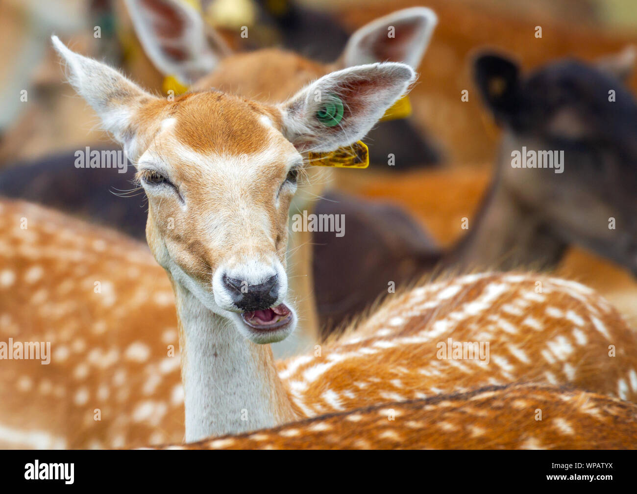 Ear Tag Deer High Resolution Stock Photography and Images - Alamy