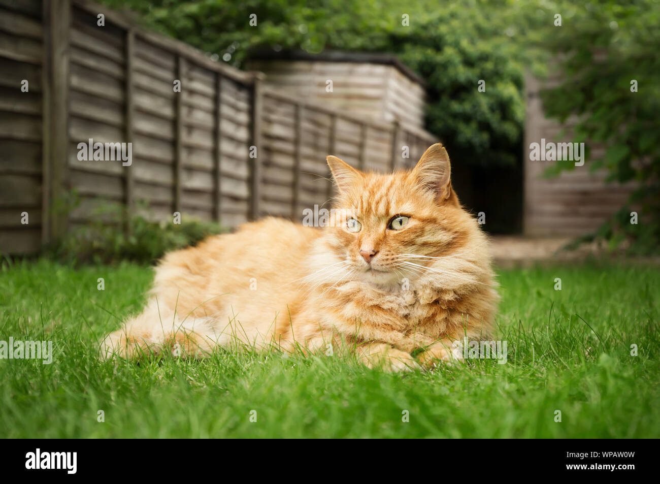 Ginger cat in grass hi-res stock photography and images - Alamy