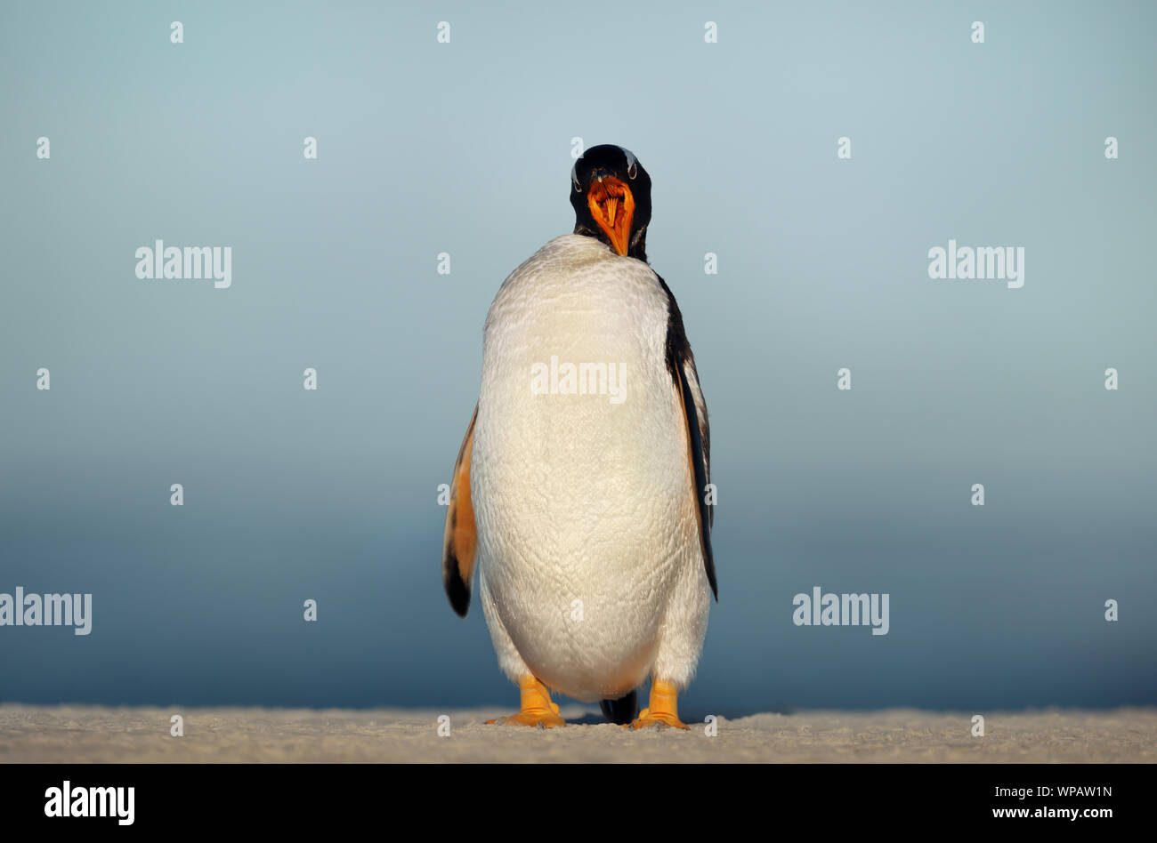 Closeup penguin beak hi-res stock photography and images - Alamy