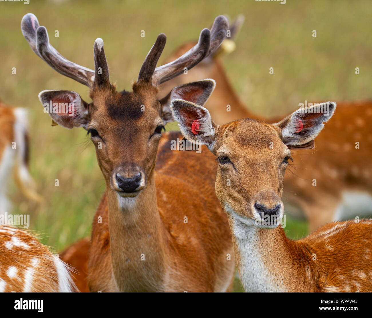 Fallow deer (Dama dama), face portraits of male buck with antlers and ...