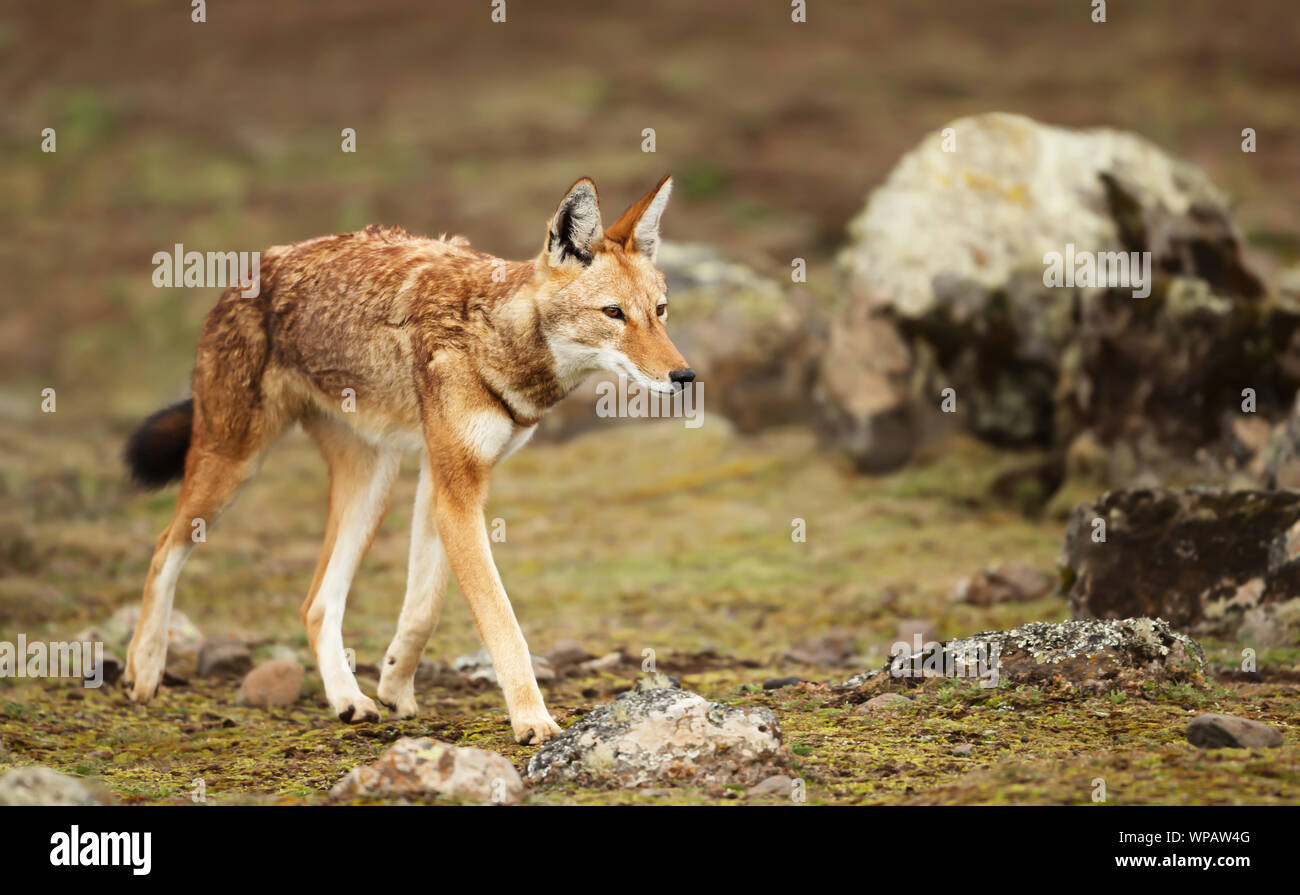 Close up of a rare and endangered Ethiopian wolf (Canis simensis) in ...