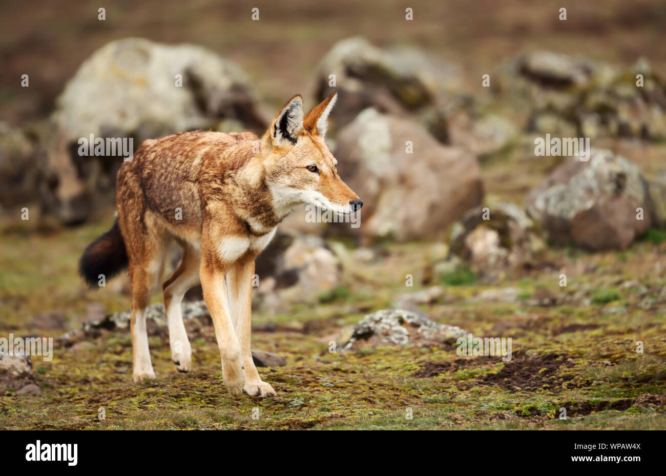 Close up of a rare and endangered Ethiopian wolf (Canis simensis) in ...