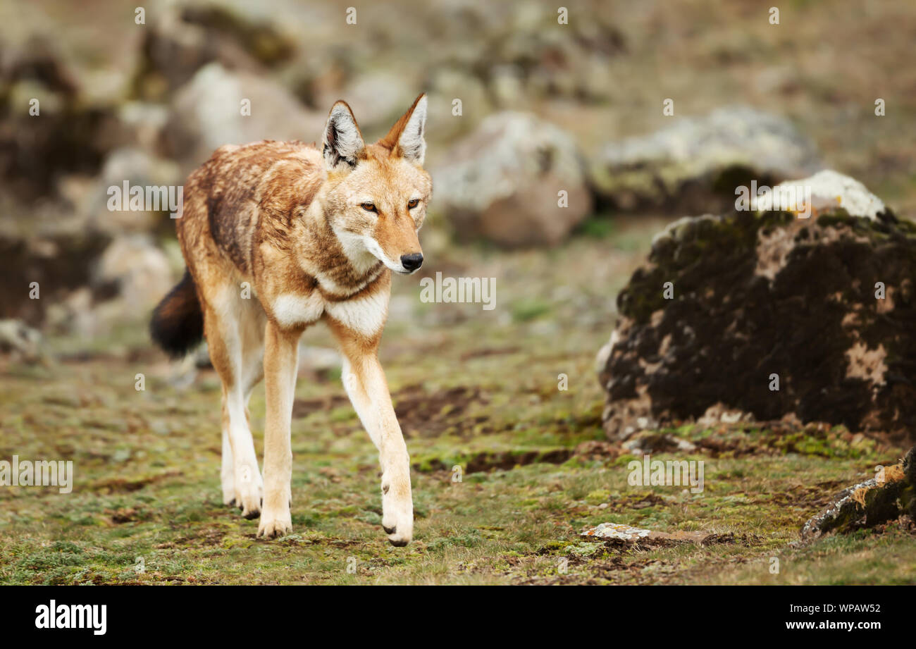 Close up of a rare and endangered Ethiopian wolf (Canis simensis) in ...