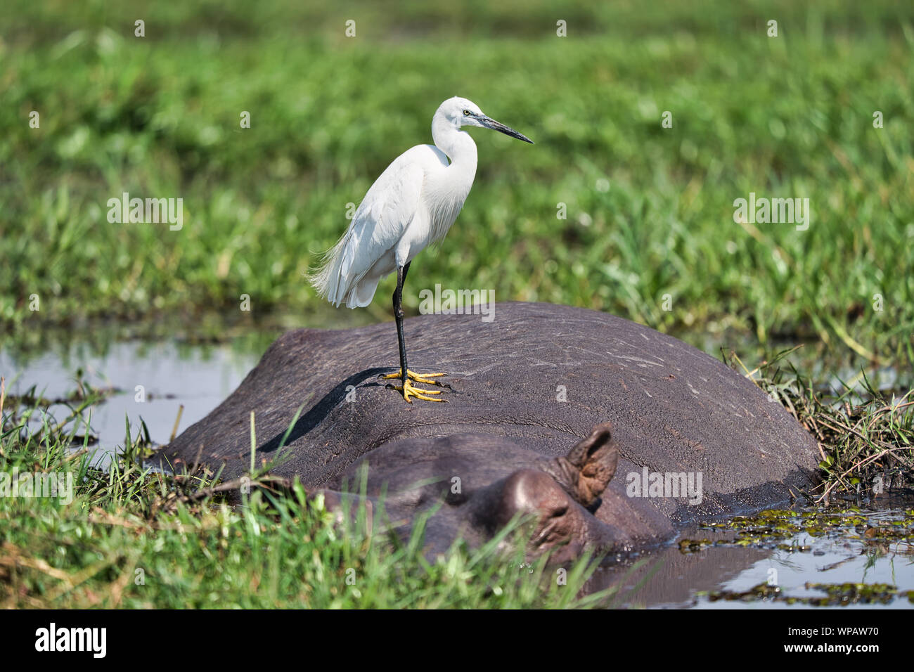 White bird standing on hippo, Africa Stock Photo - Alamy
