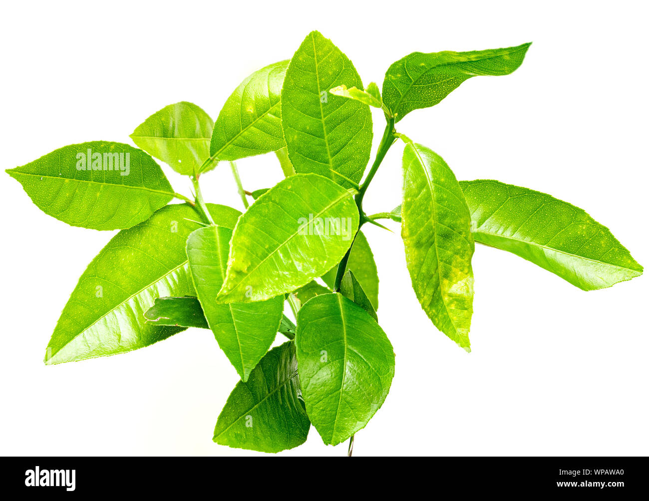 Lemon Tree Leaves