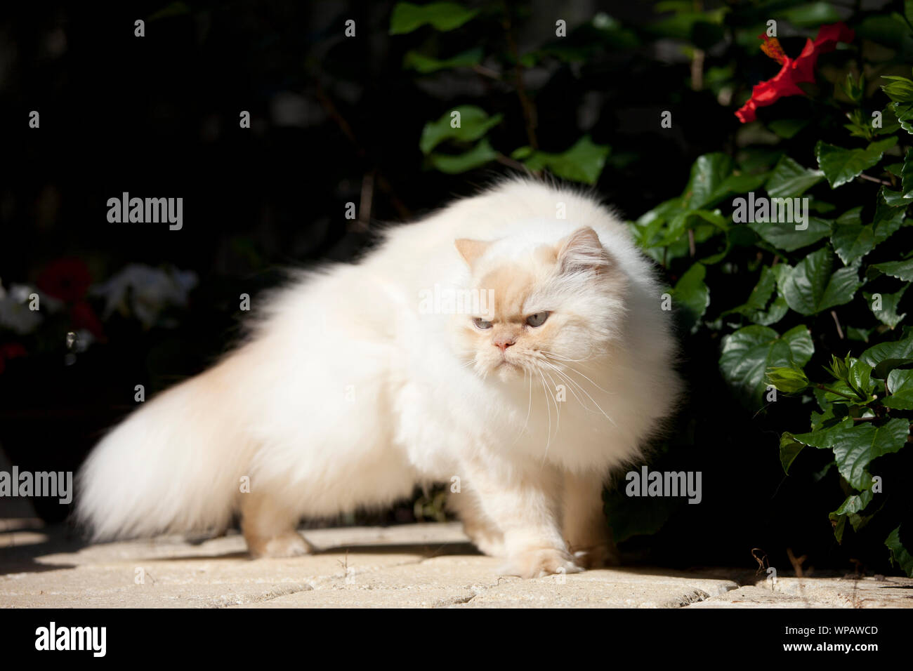 Surly Expression High Resolution Stock Photography and Images - Alamy