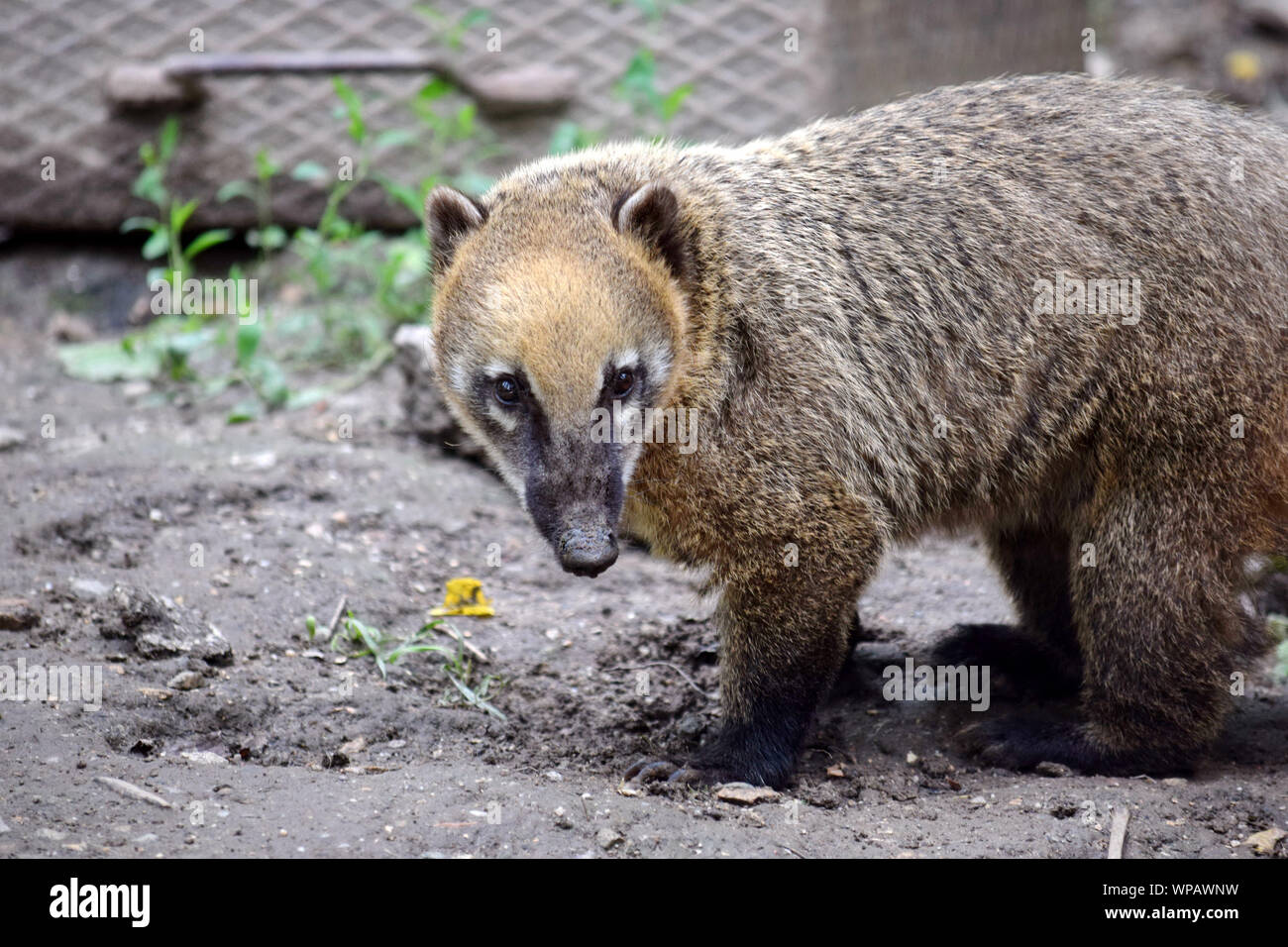 Cute Nasua Nasua Looking Portrait Stock Photo - Alamy