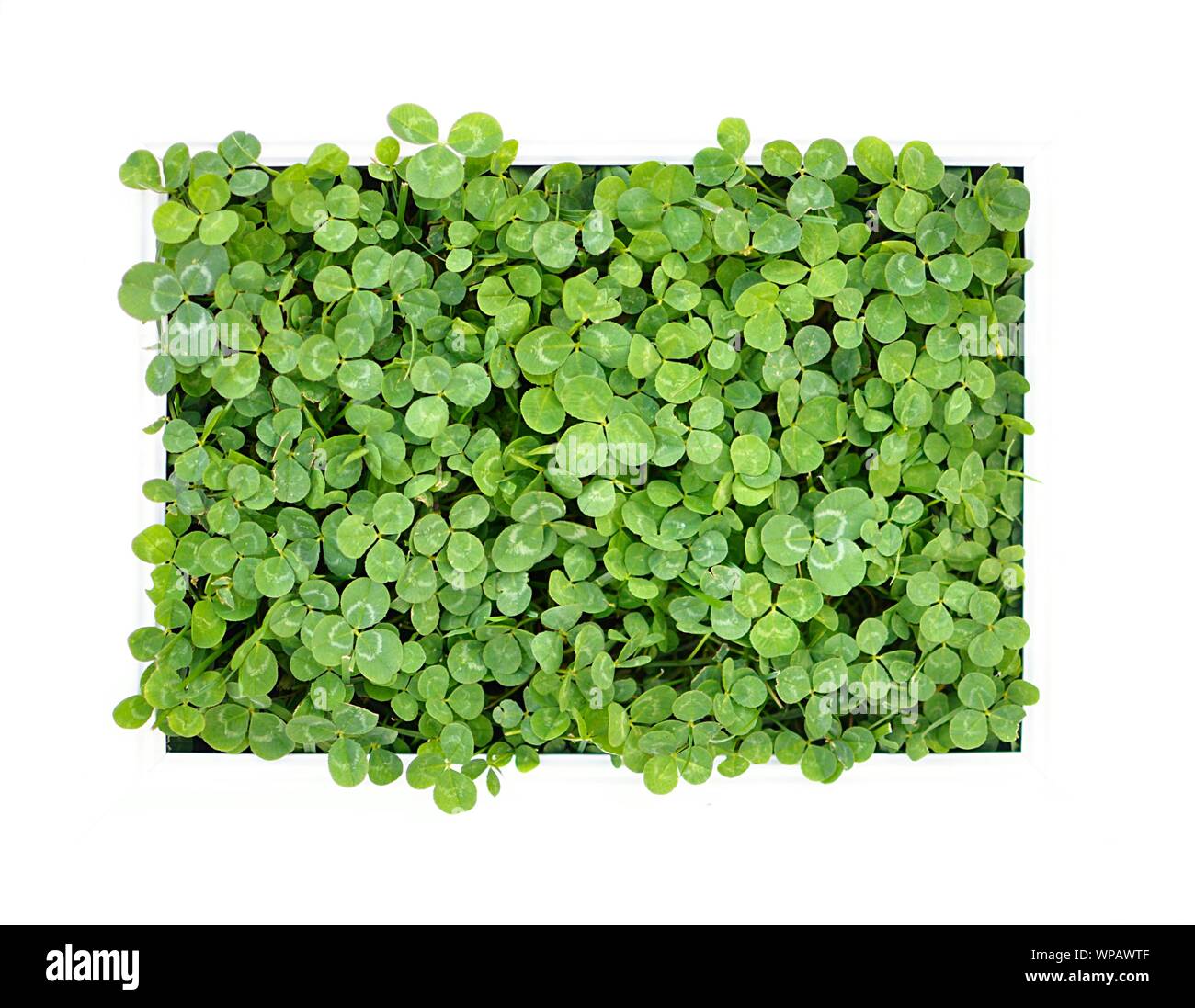 Growing in border Cut Out Stock Images & Pictures - Alamy
