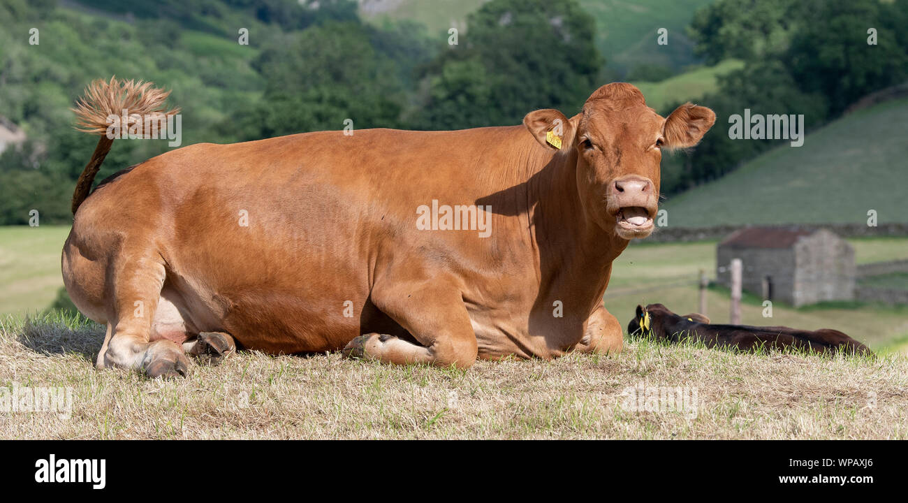 Limousin beef cow sat in freshly harvested meadow, in Keld, Swaledale ...