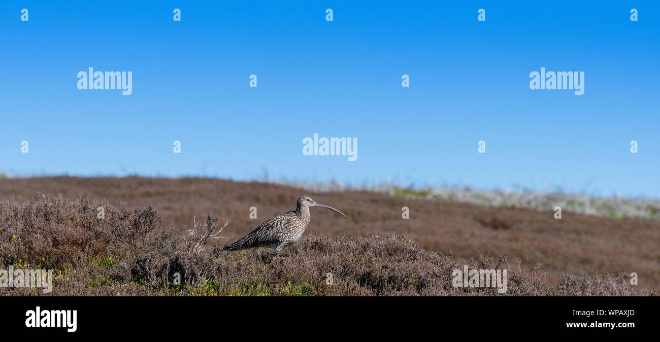 Wildlife on moorland hi-res stock photography and images - Alamy