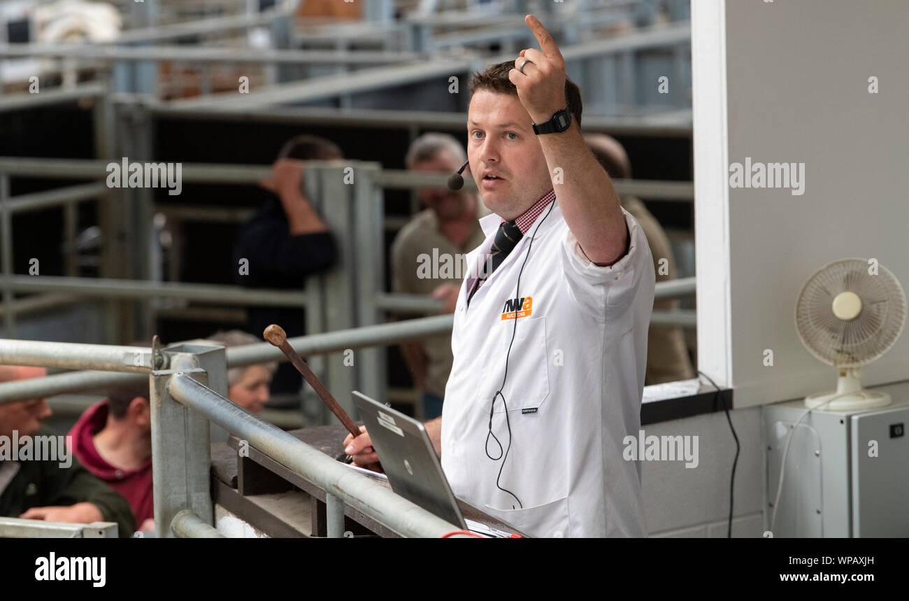 Auctioneer in rostrum selling cattle, Cumbria, UK Stock Photo - Alamy