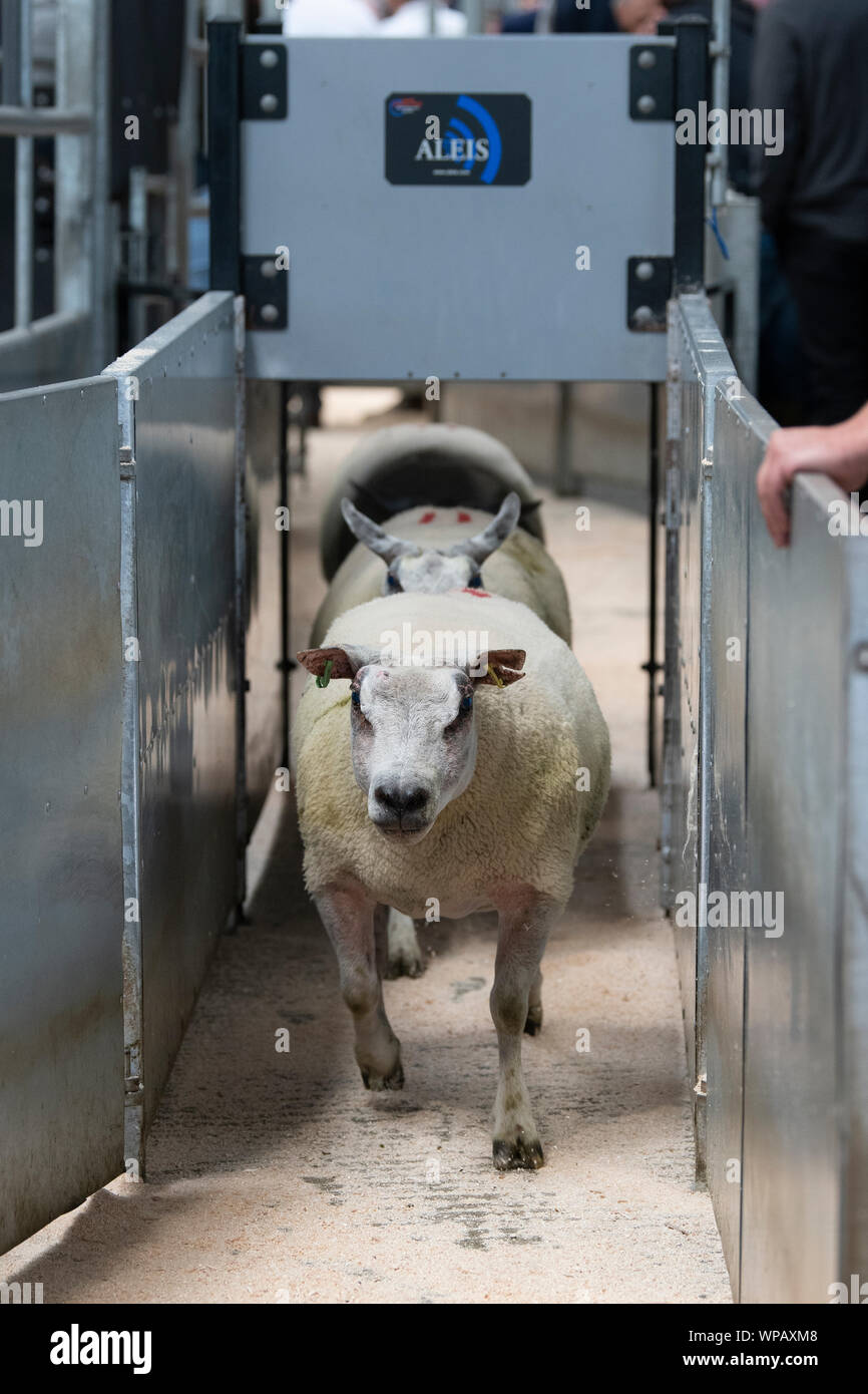 Sheep running through an electronic identification device, which reads ...