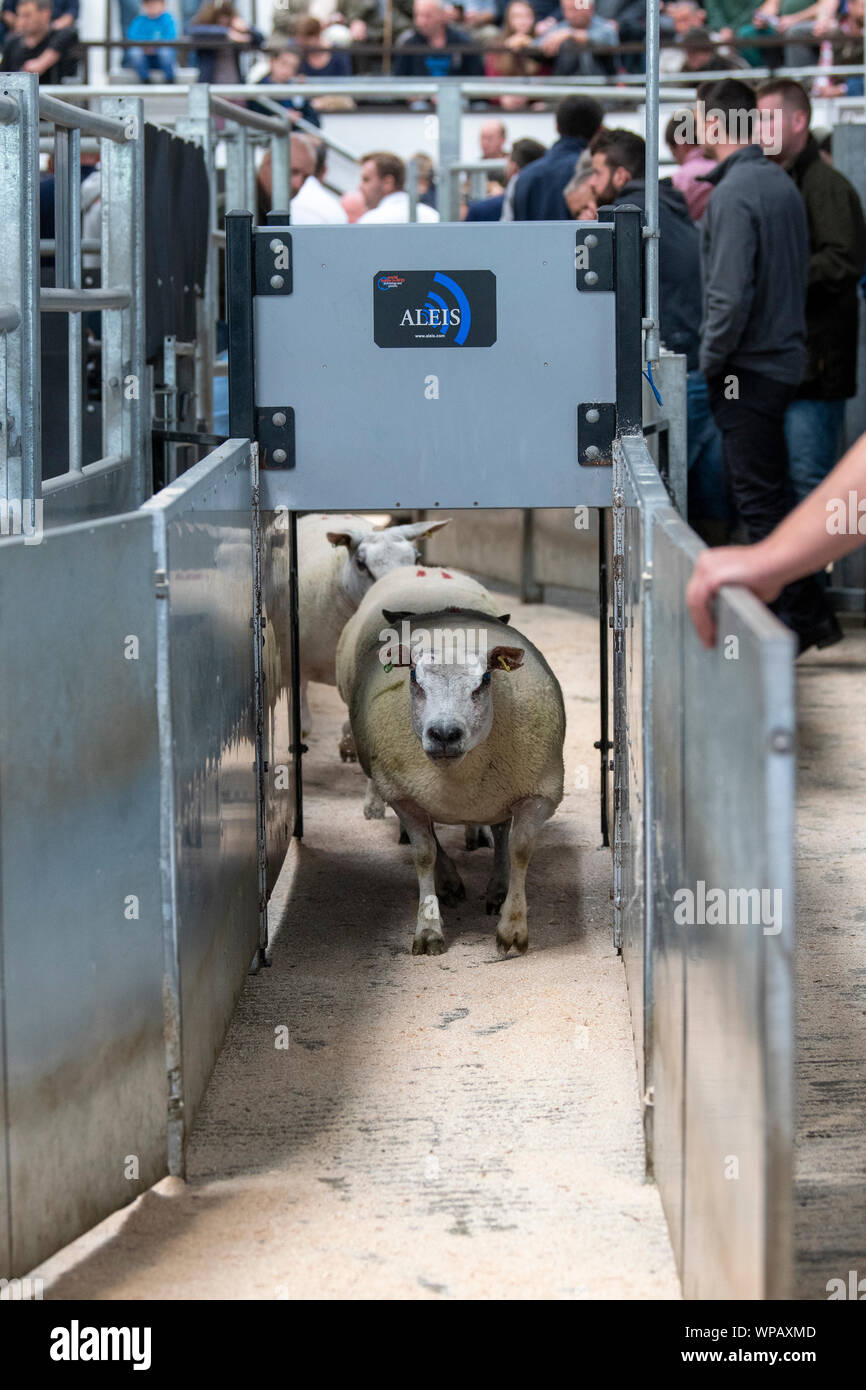 Ear tag device hi-res stock photography and images - Alamy