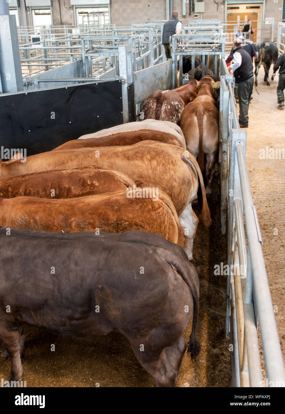Cattle salesman hi-res stock photography and images - Alamy