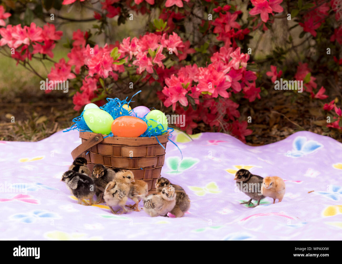 Baby chicks and flowers hi-res stock photography and images - Alamy
