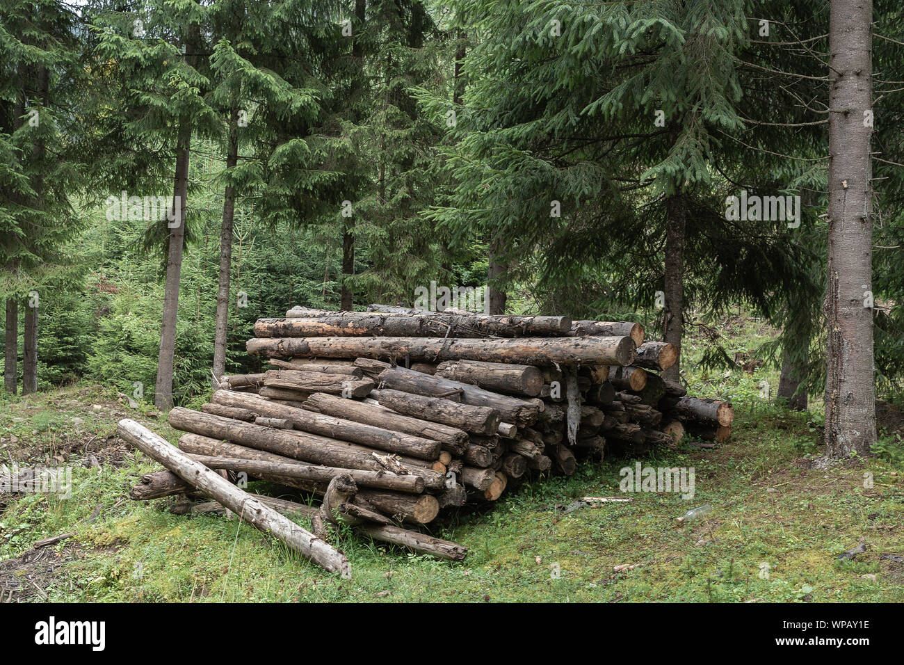Cutted tree in forest hi-res stock photography and images - Alamy
