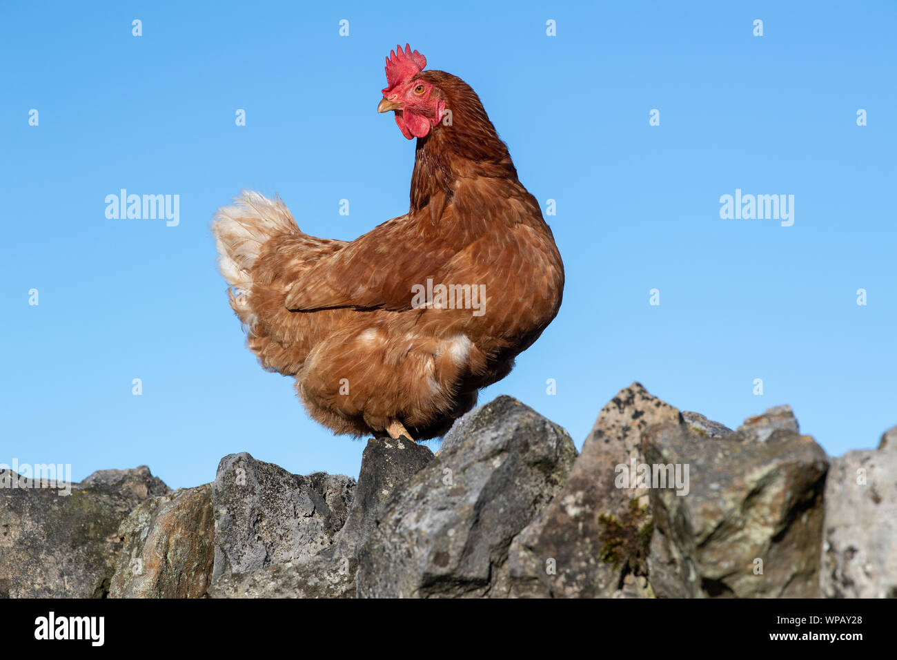 Hen chicken stone wall hi-res stock photography and images - Alamy