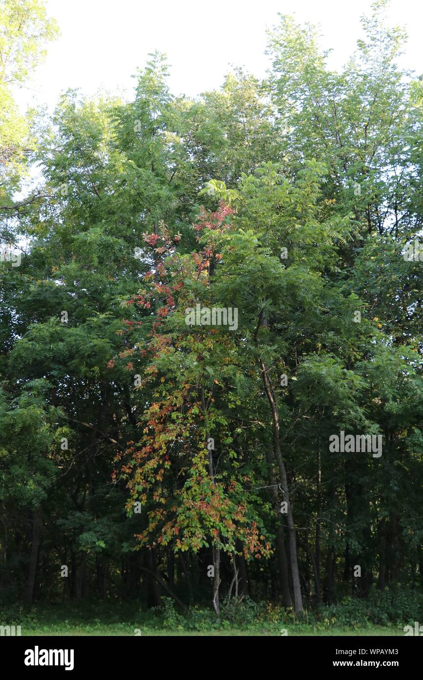 Fall is coming Stock Photo - Alamy