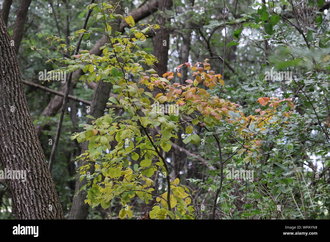 Fall is coming Stock Photo - Alamy
