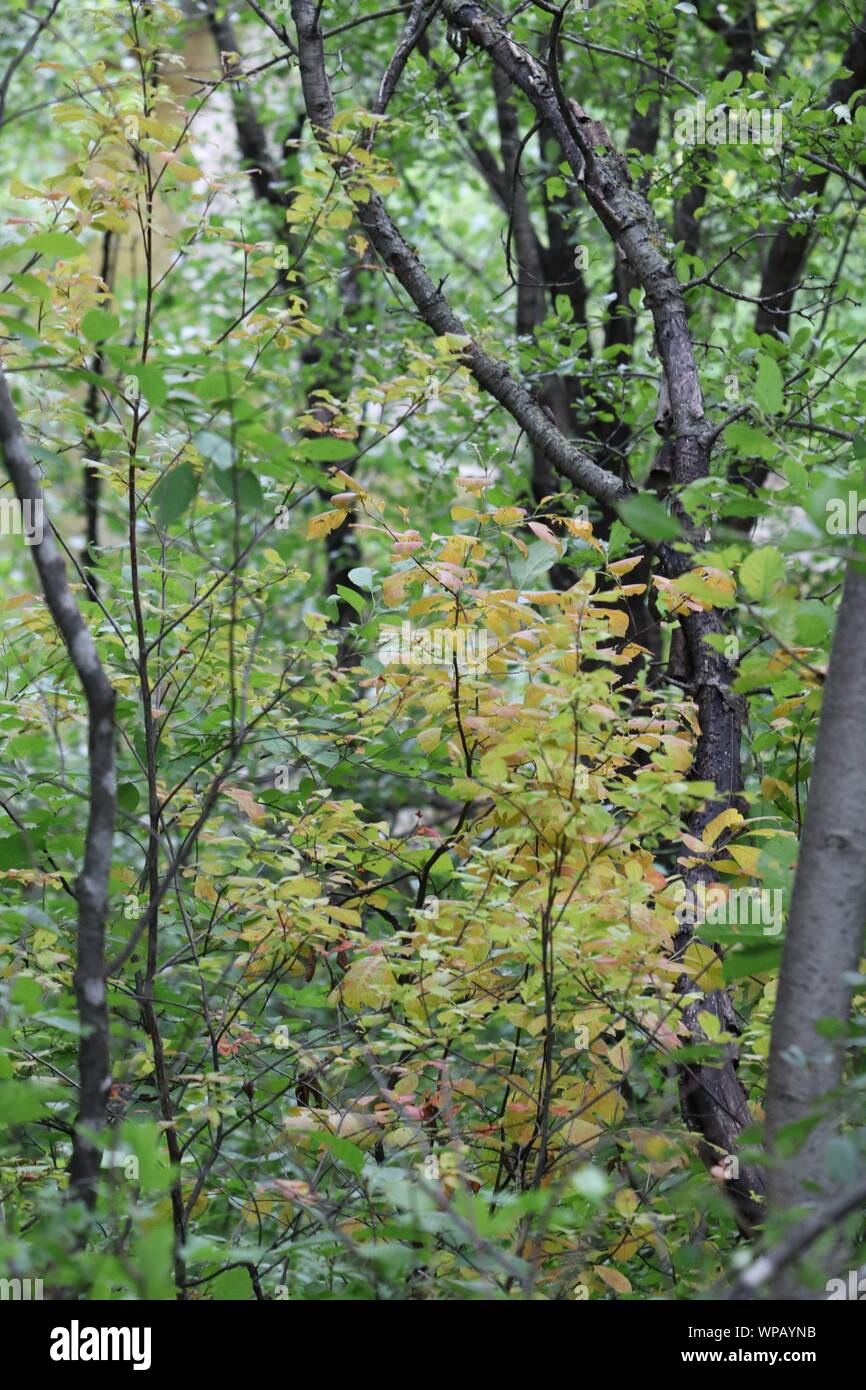 Fall is coming Stock Photo - Alamy