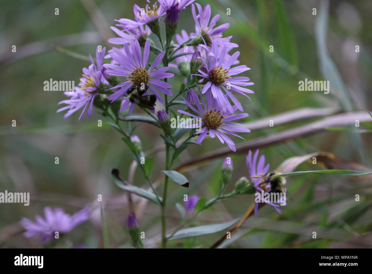 Purple and yellow aster hi-res stock photography and images - Alamy