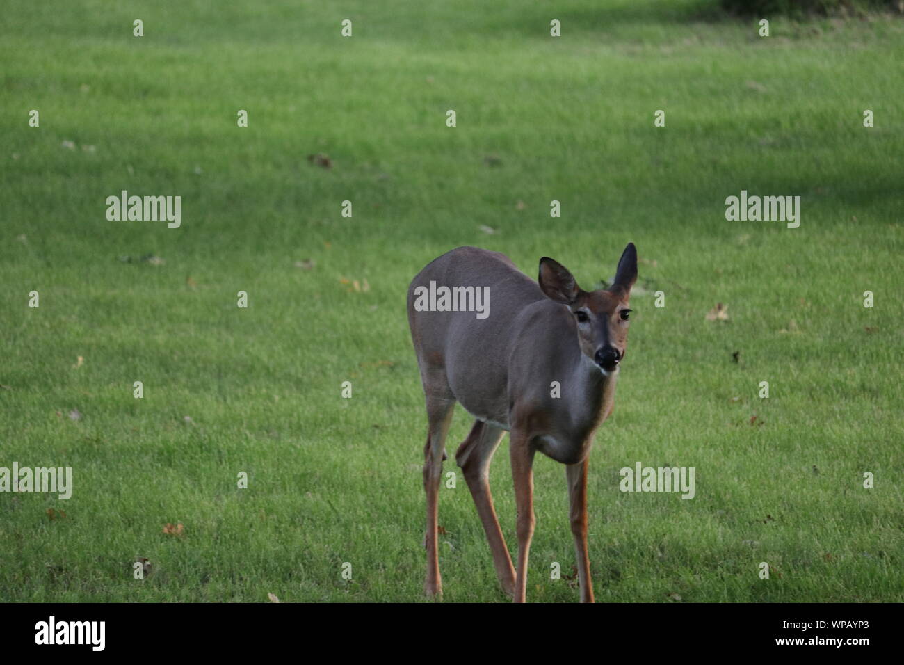 Doe in green grass hi-res stock photography and images - Alamy