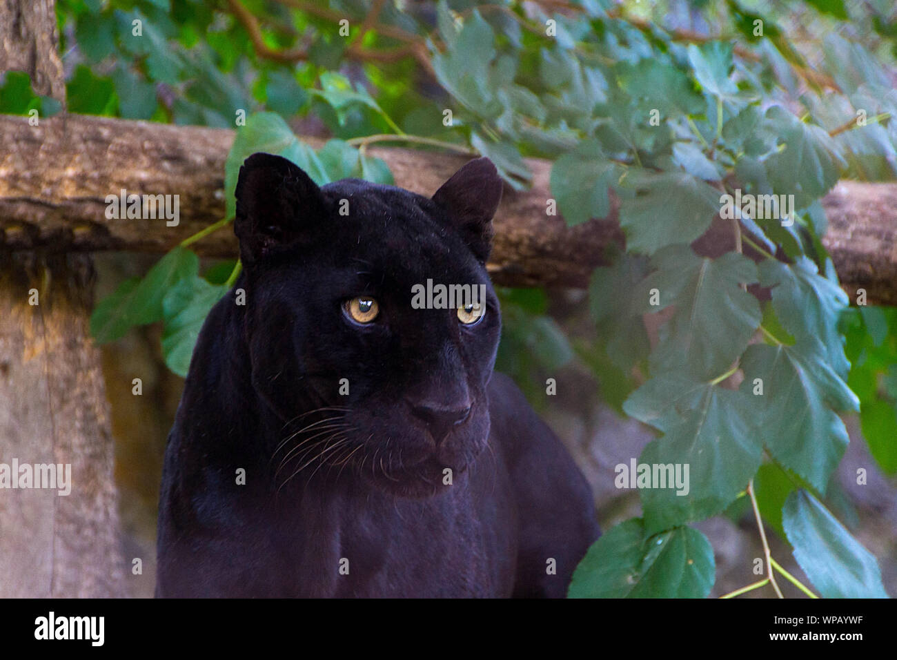 Close up of a black panther on black background. - image Stock Photo ...