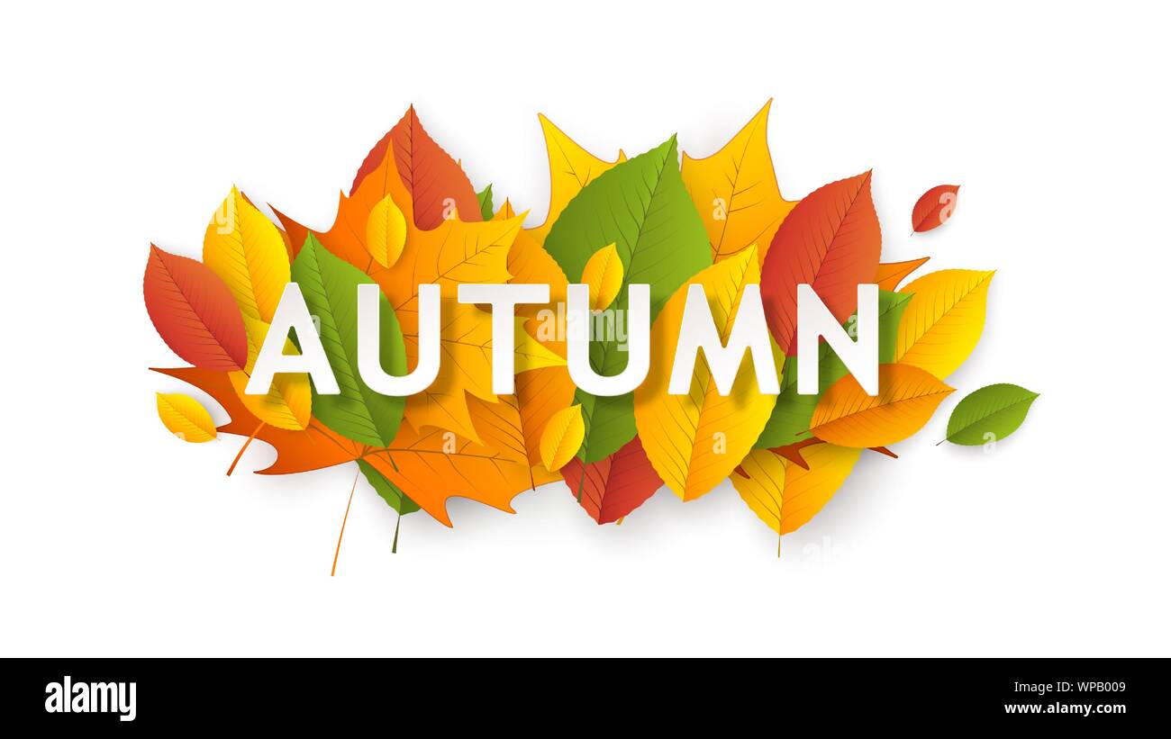 Autumn seasonal web banner template. Bright fall leaves. Poster, card ...