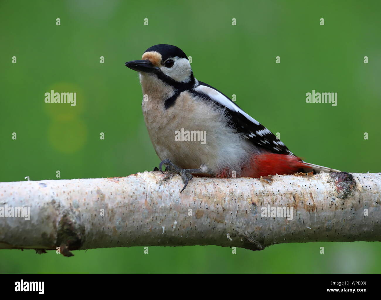Spechte hi-res stock photography and images - Alamy