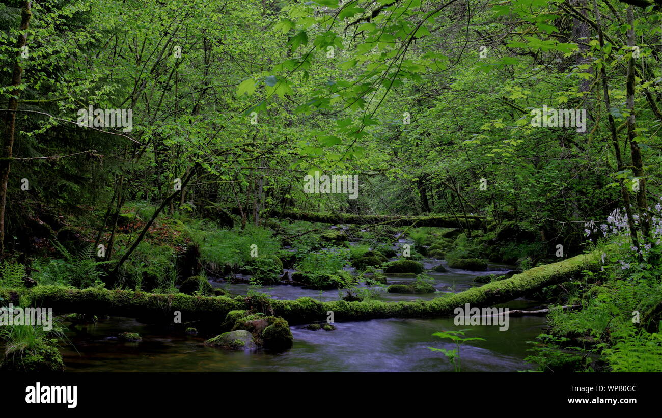 Black Forest brook Stock Photo - Alamy