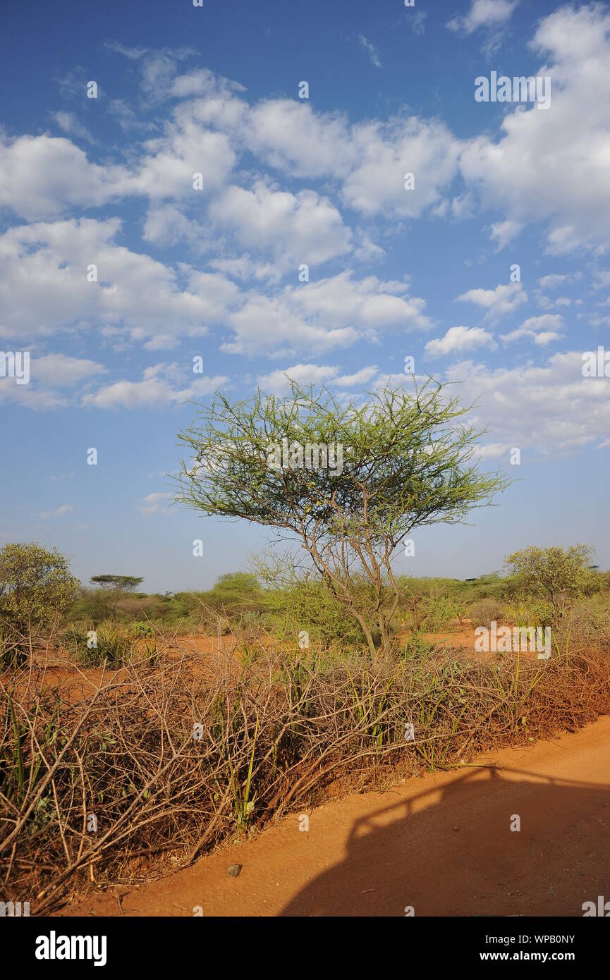 Ethiopia tree ecology hi-res stock photography and images - Alamy