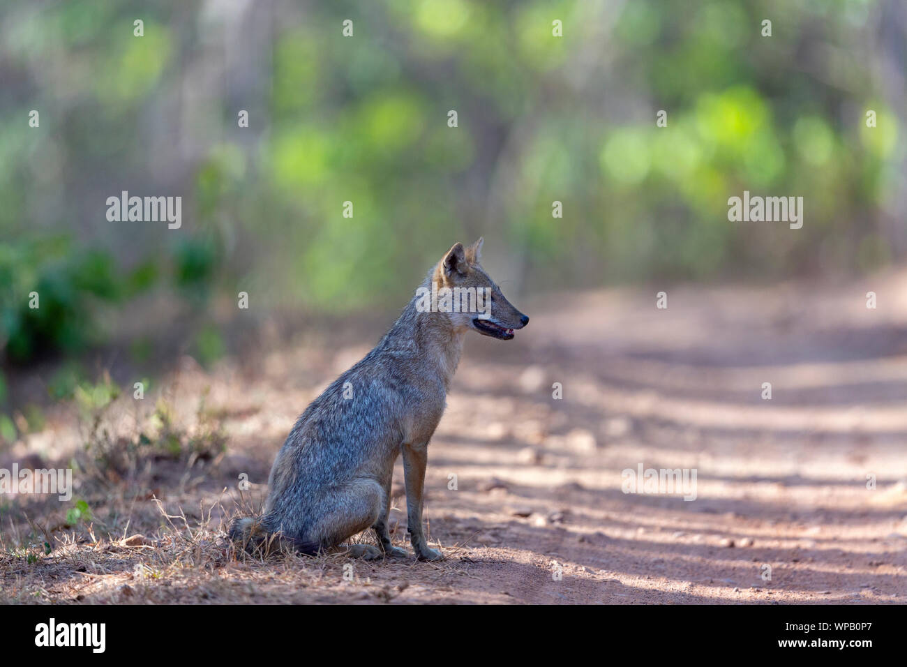 Golden Jackal or Common Jackal or Canis aureus in Kanha National Park ...