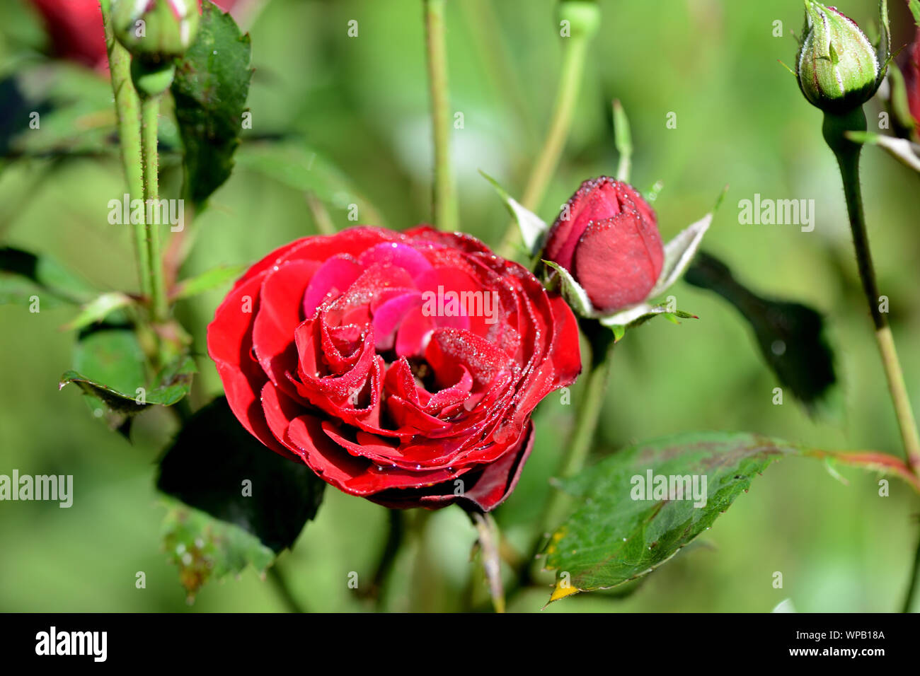 Beautiful roses covered with morning dew in a summer garden close-up ...