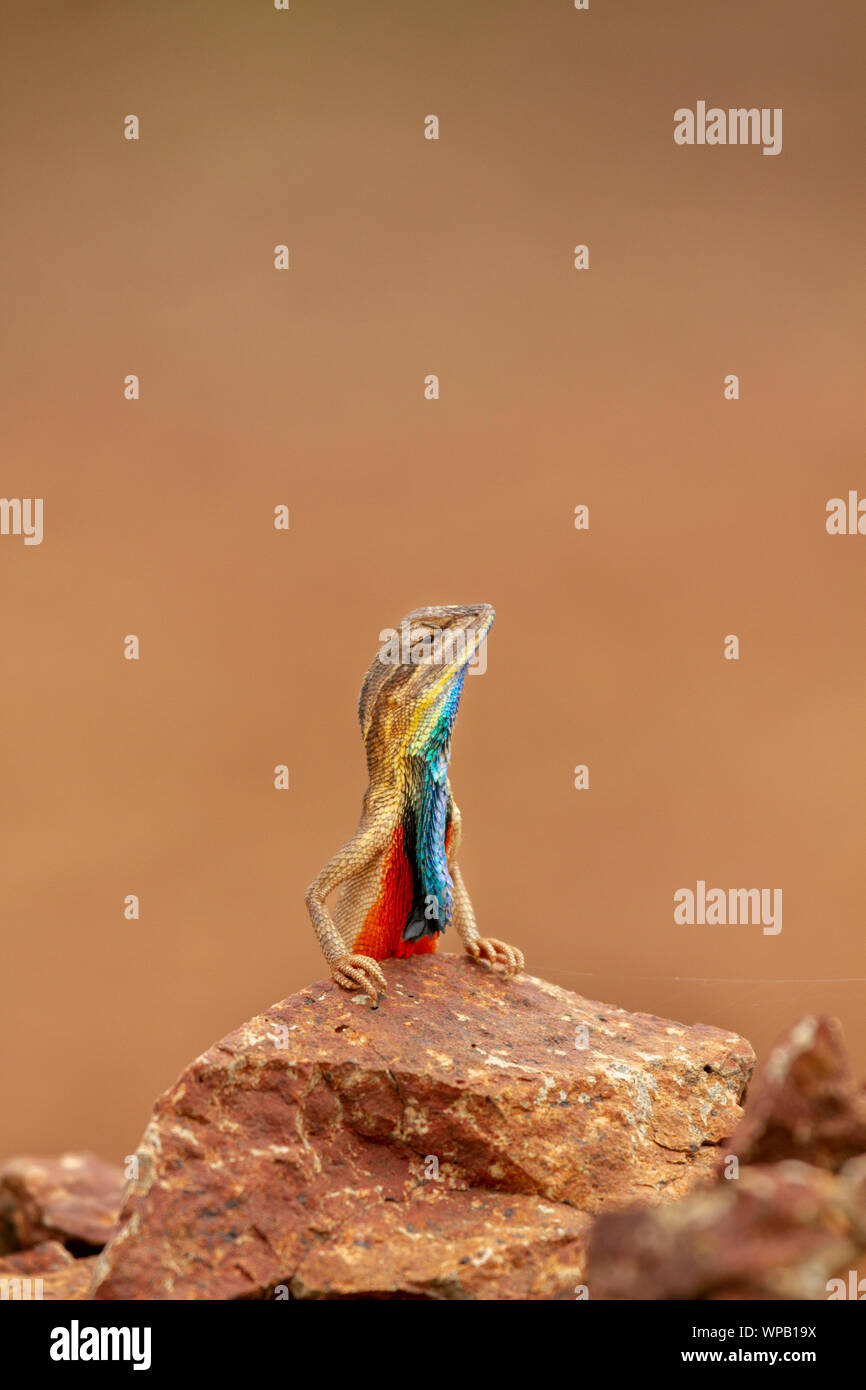 Fan-throated Lizard or Sitana ponticeriana displaying dewlap in monsoon ...