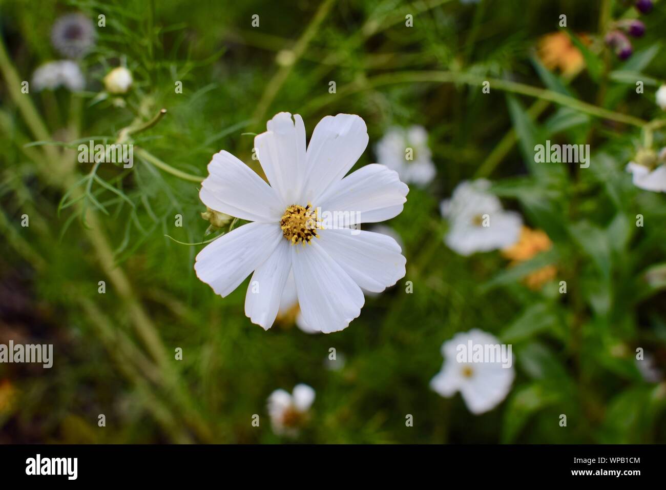 Specimen flowers, shrubs and trees Stock Photo - Alamy