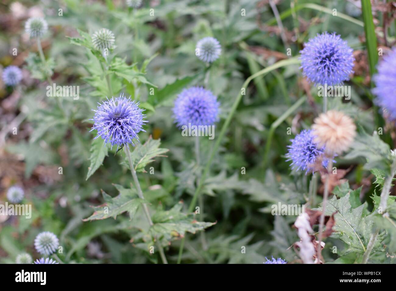 Specimen shrubs hi-res stock photography and images - Alamy