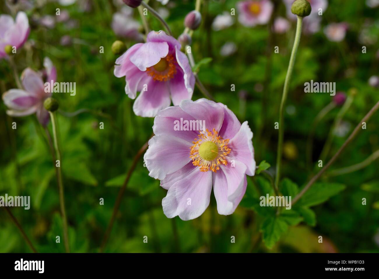 Specimen flowers, shrubs and trees Stock Photo - Alamy