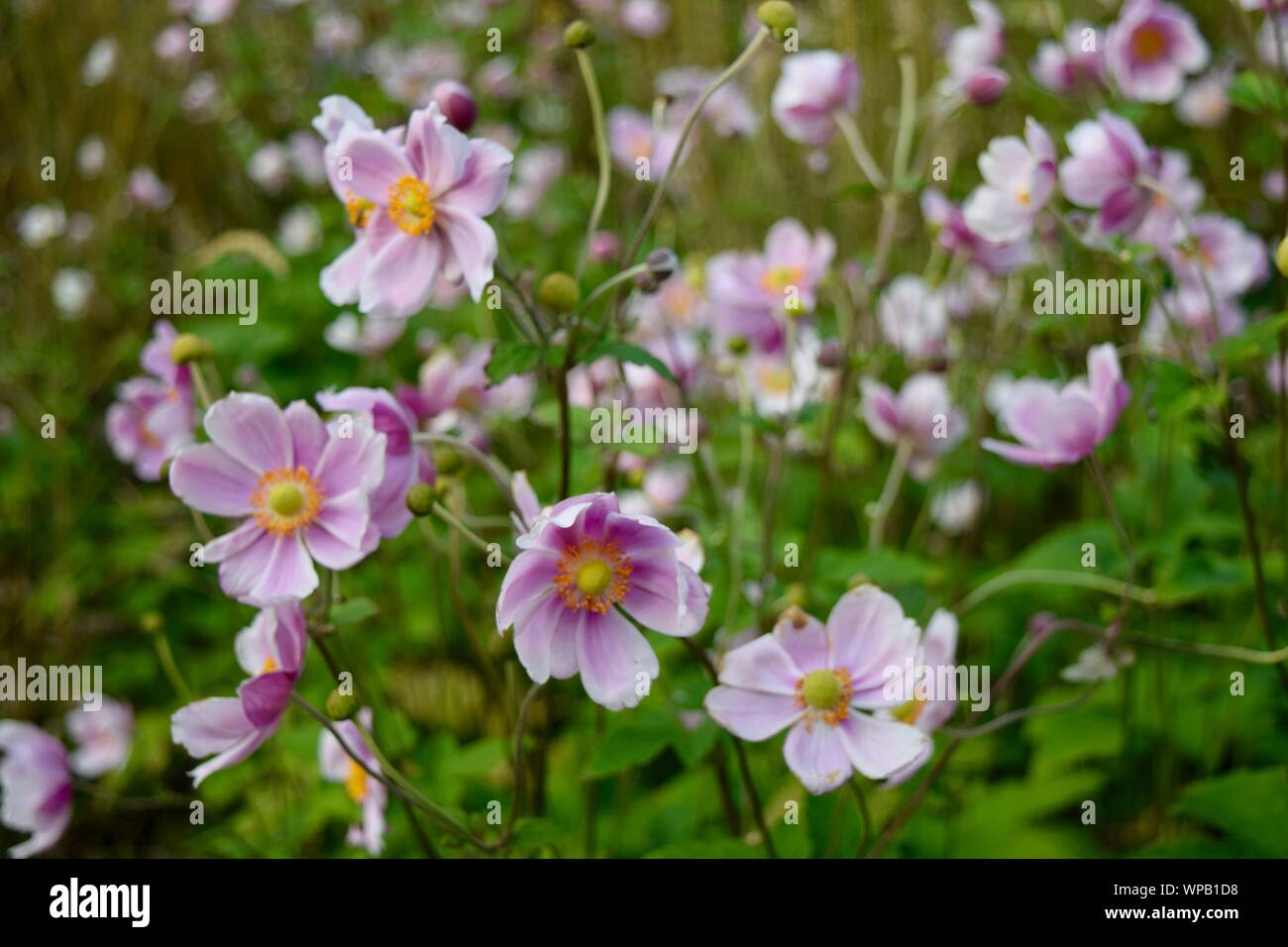 Specimen flowers, shrubs and trees Stock Photo - Alamy
