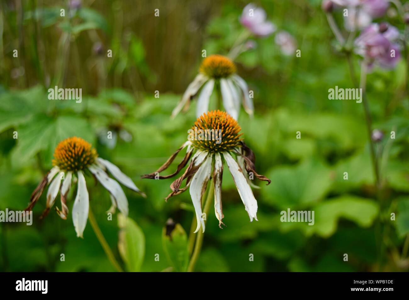 Specimen flowers, shrubs and trees Stock Photo - Alamy