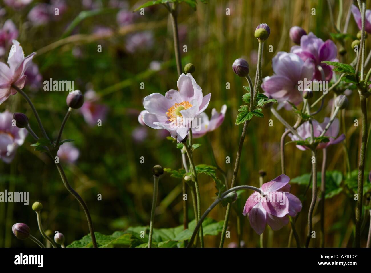 Specimen flowers, shrubs and trees Stock Photo - Alamy