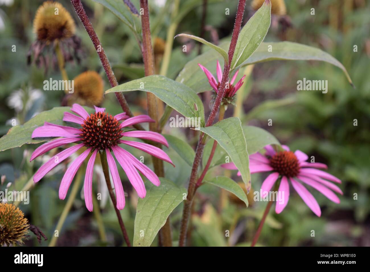 Specimen flowers, shrubs and trees Stock Photo - Alamy