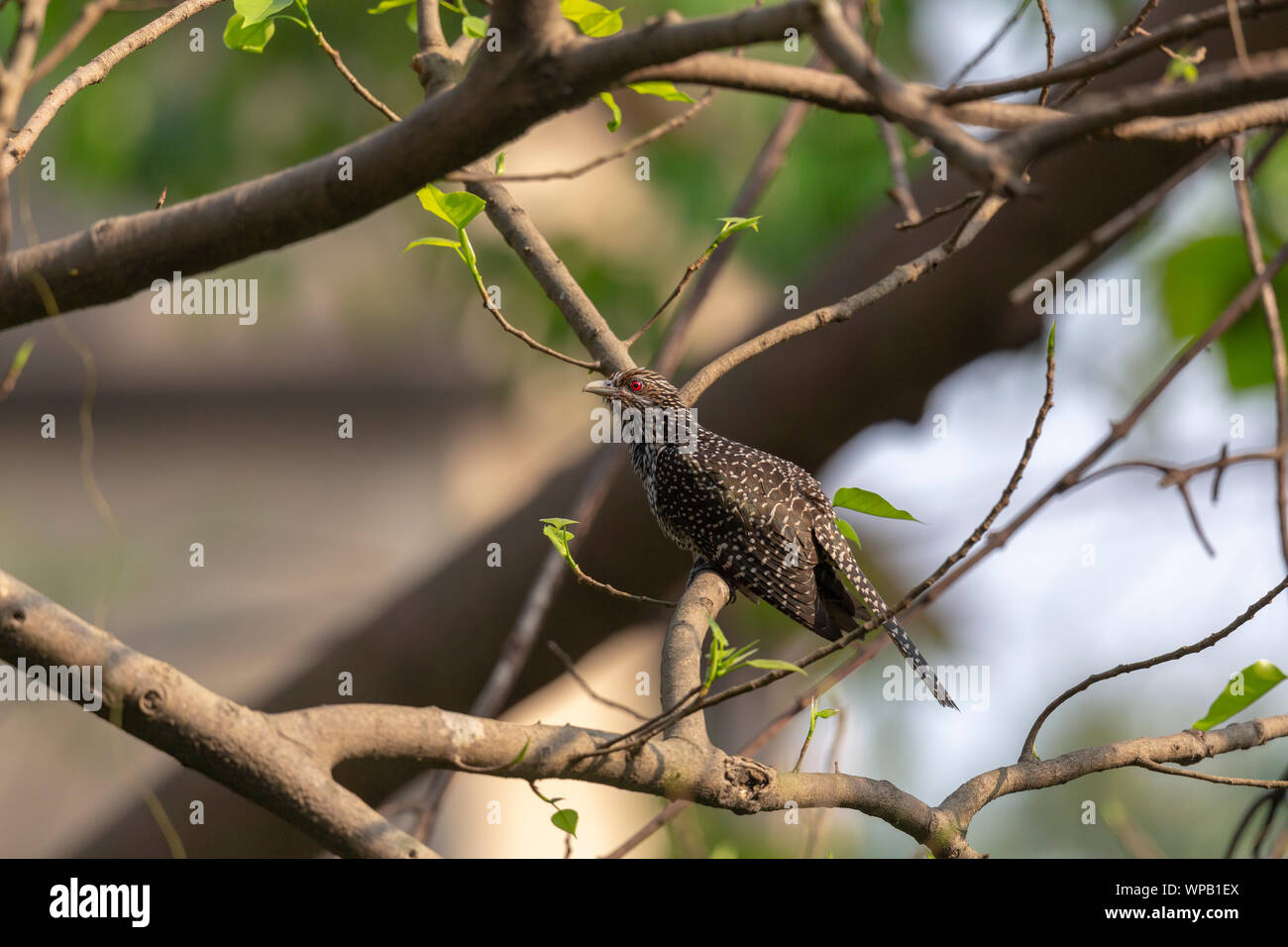 Asian koel or Eudynamys scolopaceus Female in Shibpur B Garden, Kolkata ...