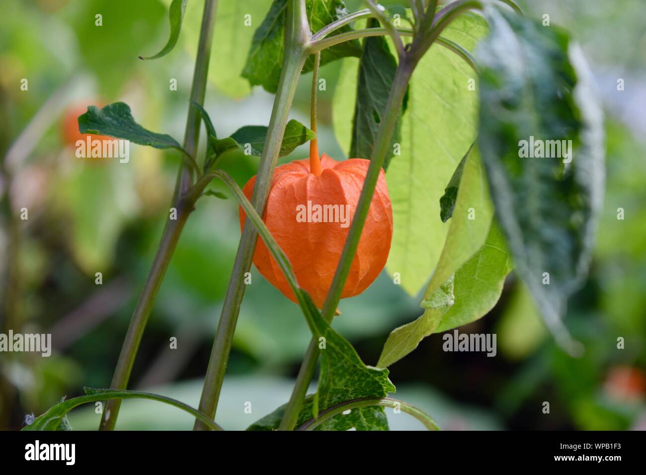 Specimen flowers, shrubs and trees Stock Photo - Alamy