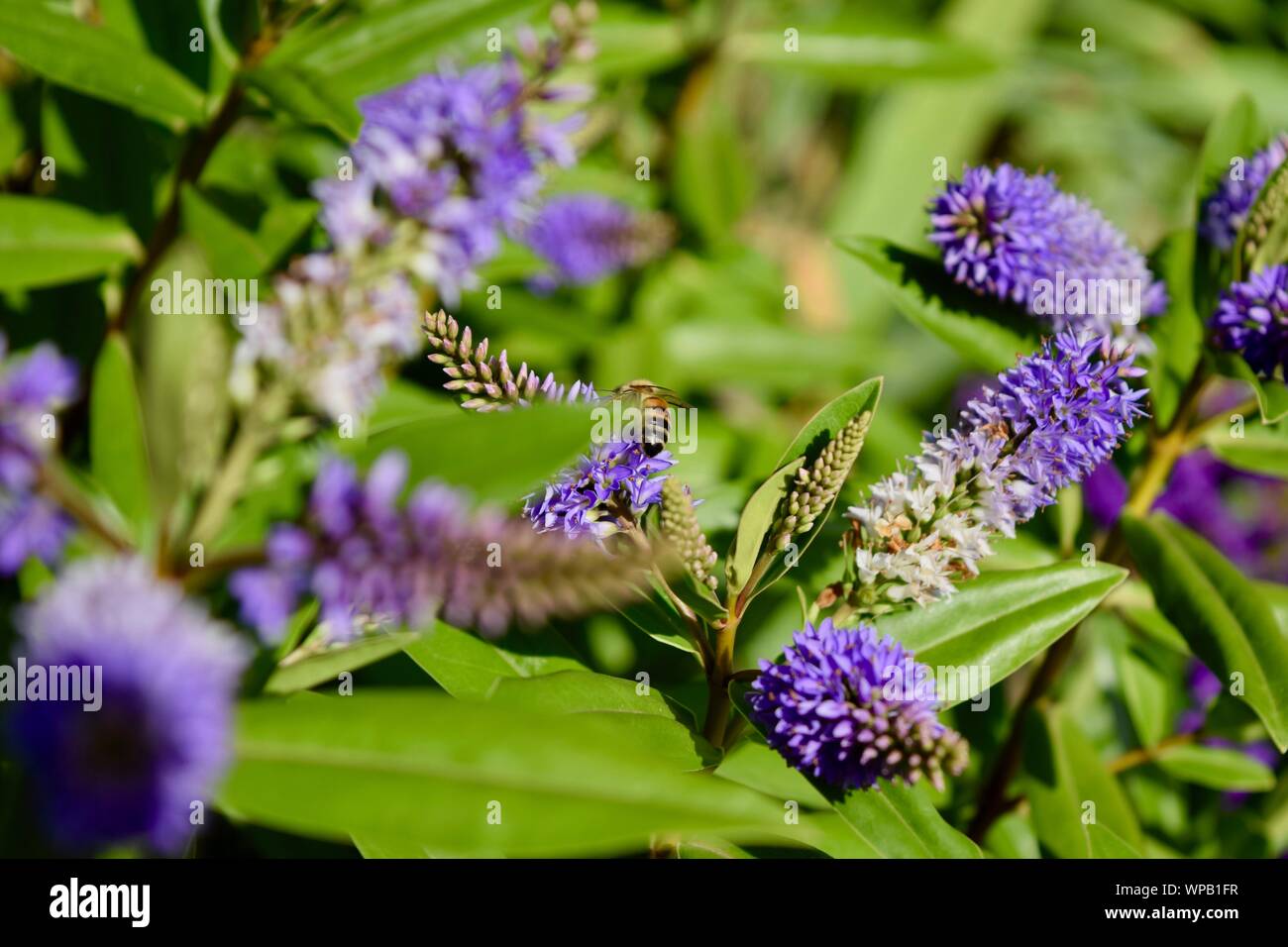 Specimen flowers, shrubs and trees Stock Photo - Alamy