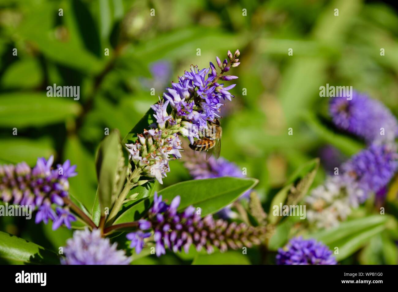 Specimen flowers, shrubs and trees Stock Photo - Alamy
