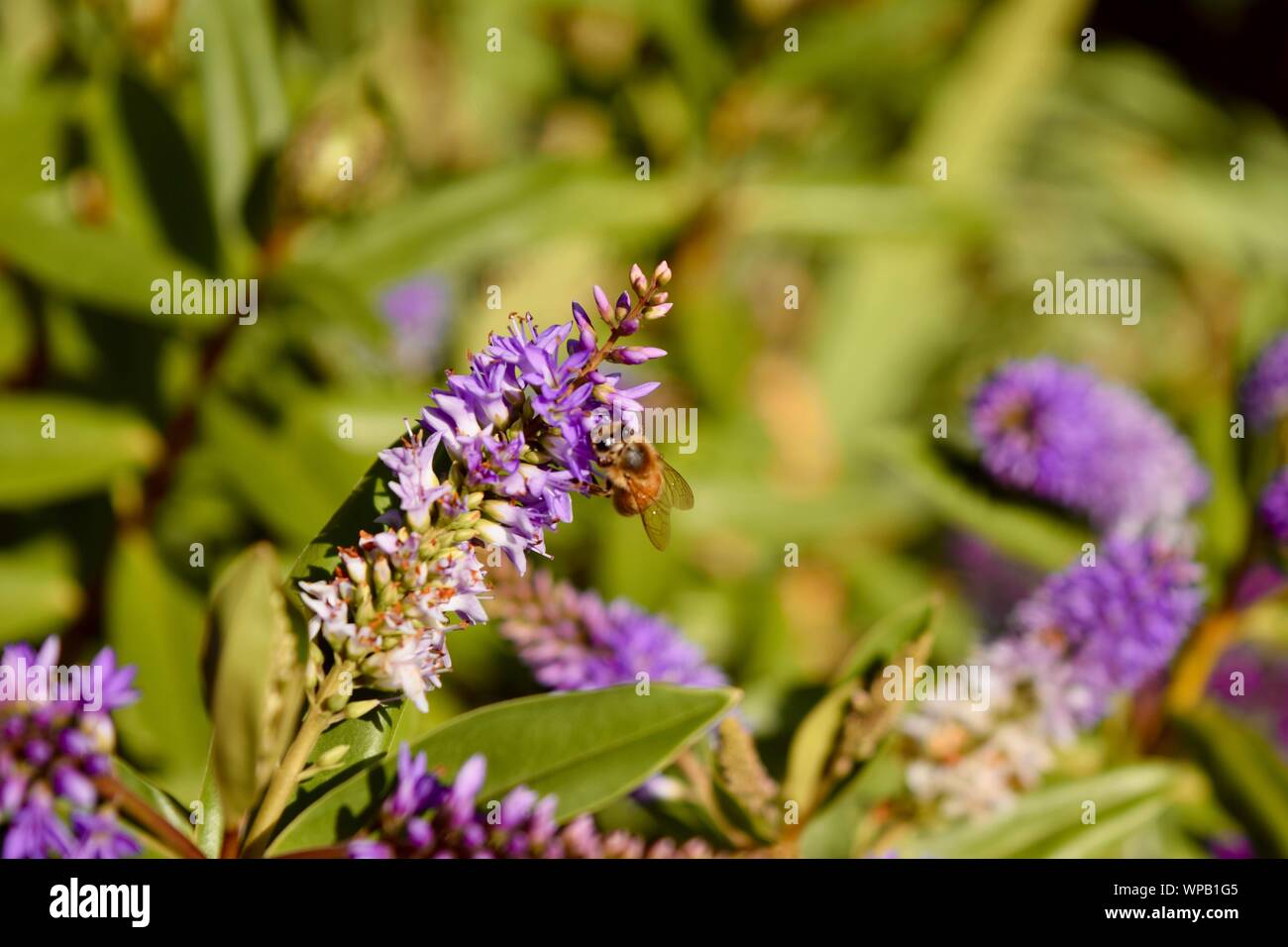 Specimen flowers, shrubs and trees Stock Photo - Alamy