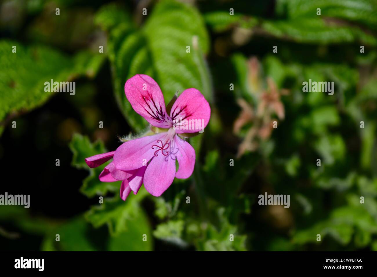 Specimen flowers, shrubs and trees Stock Photo - Alamy